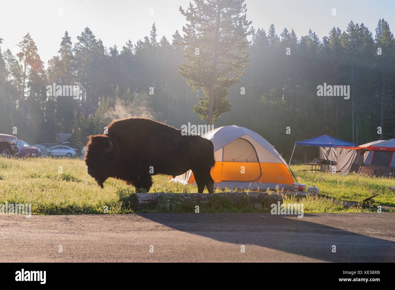 Bison grazing in Yellowstone Stock Photo - Alamy
