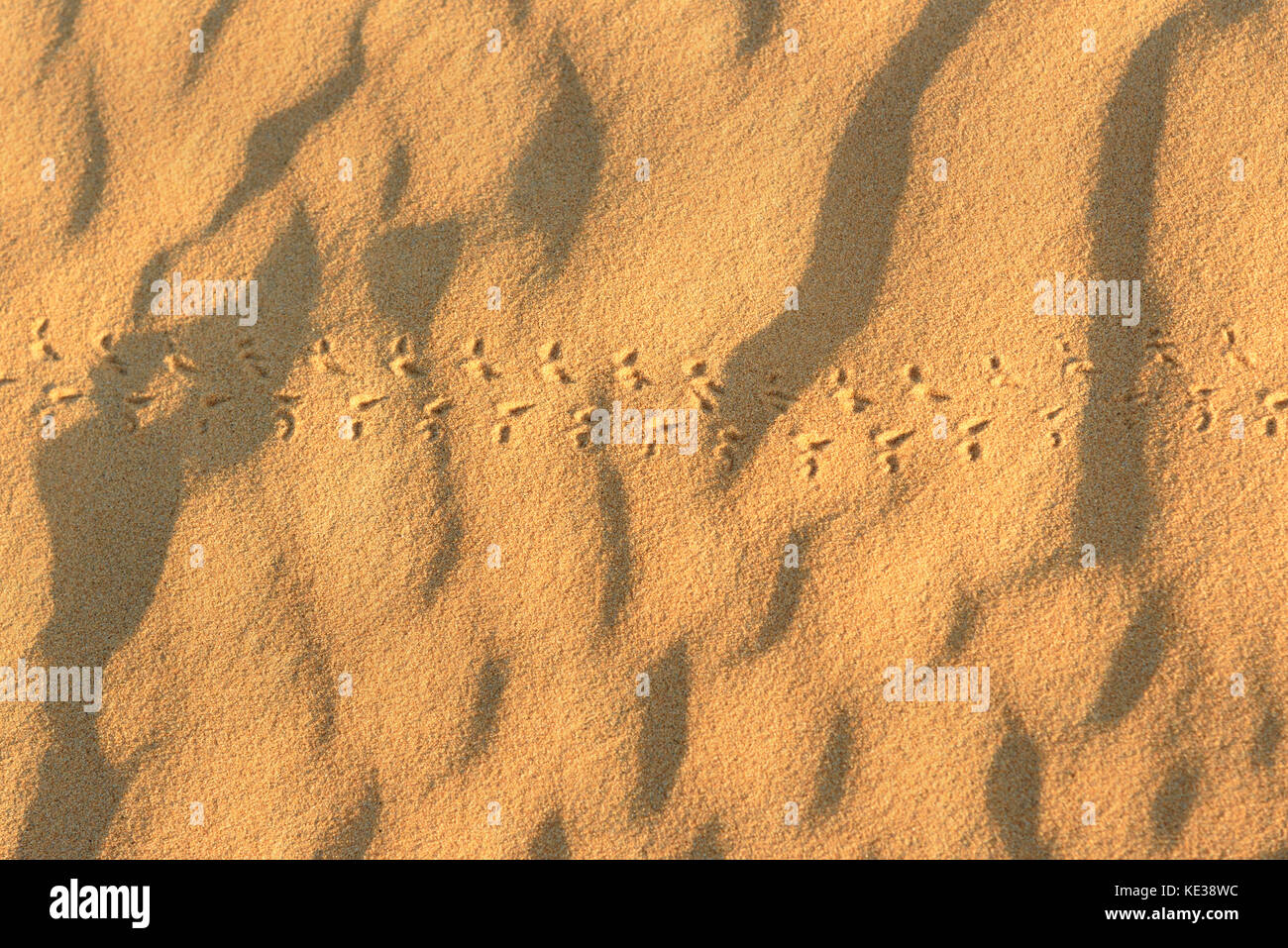Animal tracks on sand. Erg Chebbi Sand dunes in Sahara Desert near ...