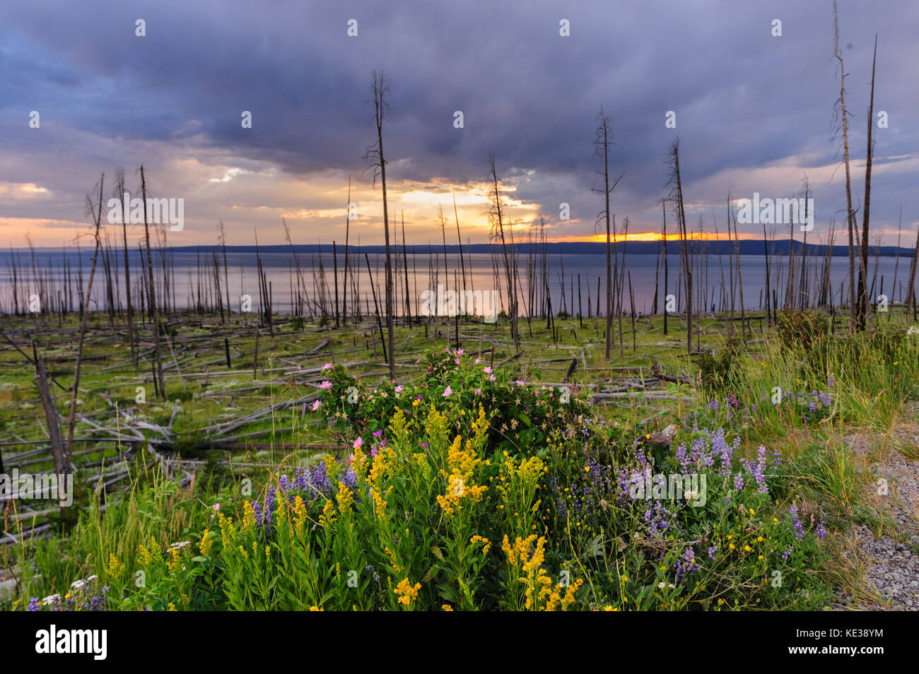 Sunset Over Lake Yellowstone Stock Photo - Alamy