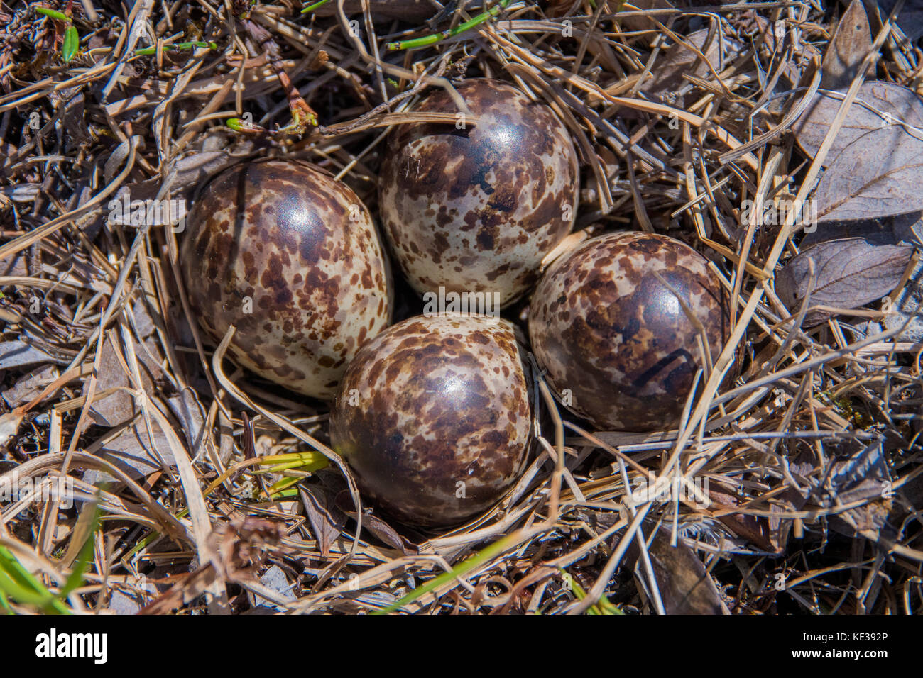 Pectoral sandpiper (Calidris melanotos) nest, Victoria Island, Nunavut ...