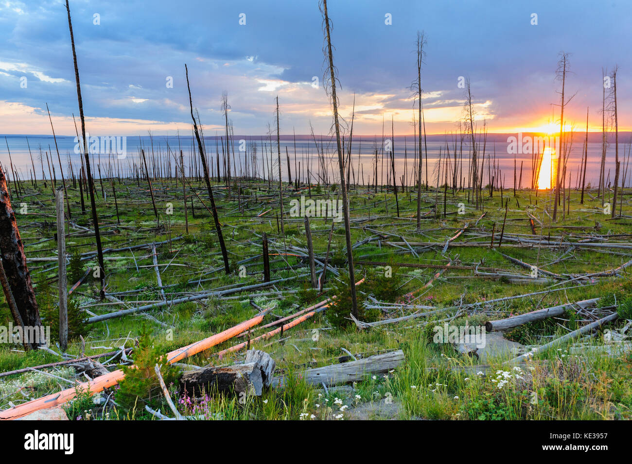 Dead Tree Trunks in the Red light of the sun Stock Photo - Alamy