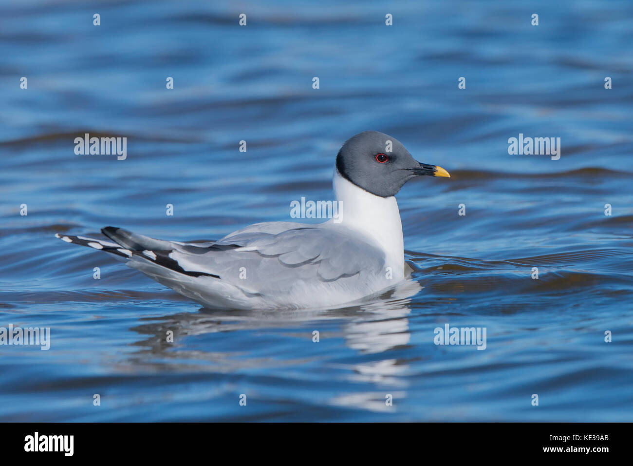 Sabine's gull (Xema sabini), Victoria Island, Nunavut, Arctic Canada ...