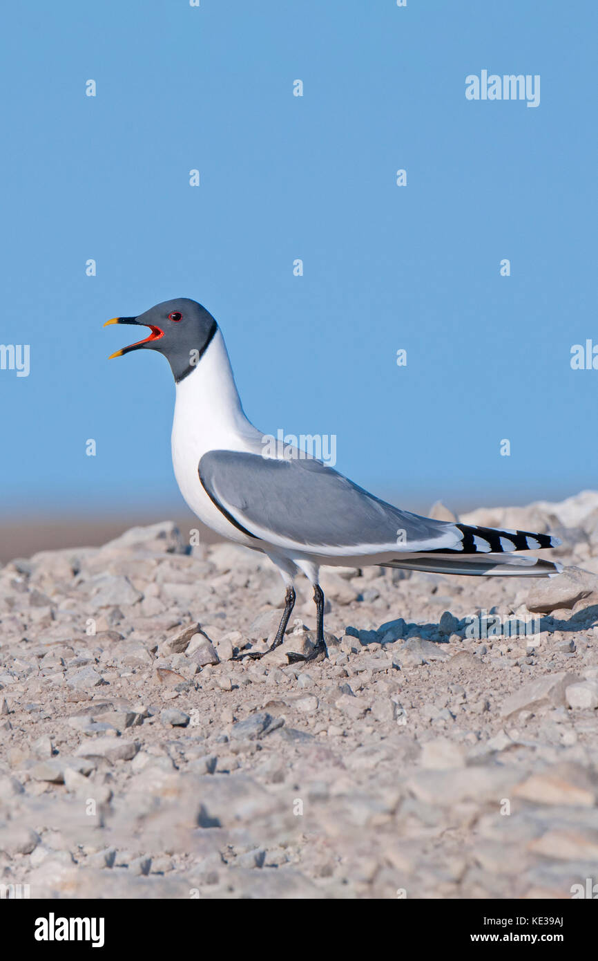 Sabine's gull (Xema sabini), Victoria Island, Nunavut, Arctic Canada ...