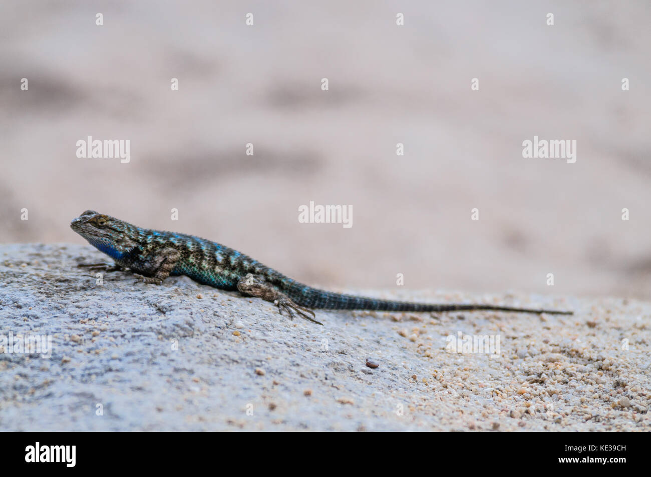 Western Fence Lizard in Joshua Tree National Park Stock Photo - Alamy