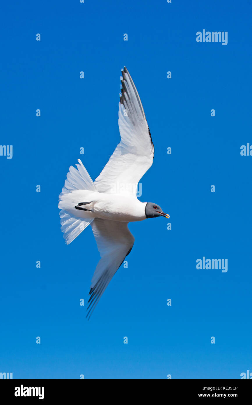 Sabine's gull (Xema sabini), Victoria Island, Nunavut, Arctic Canada ...