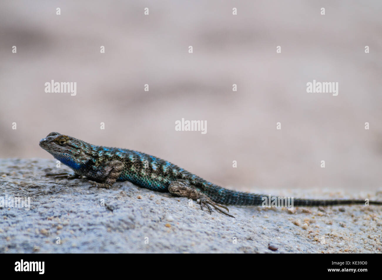 Western Fence Lizard in Joshua Tree National Park Stock Photo - Alamy