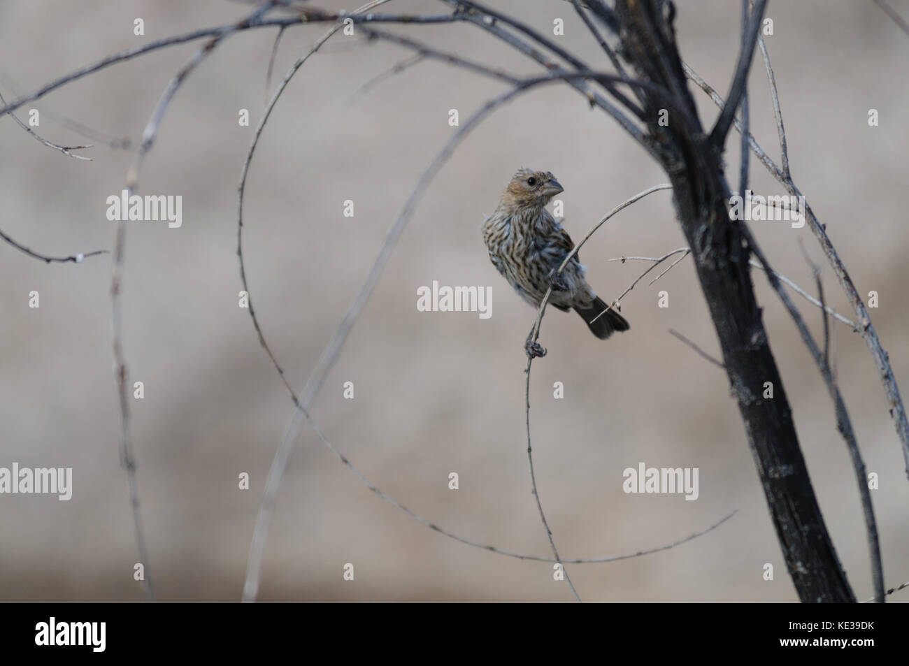 Black Throuted Sparrow in Joshua Tree National Park Stock Photo - Alamy
