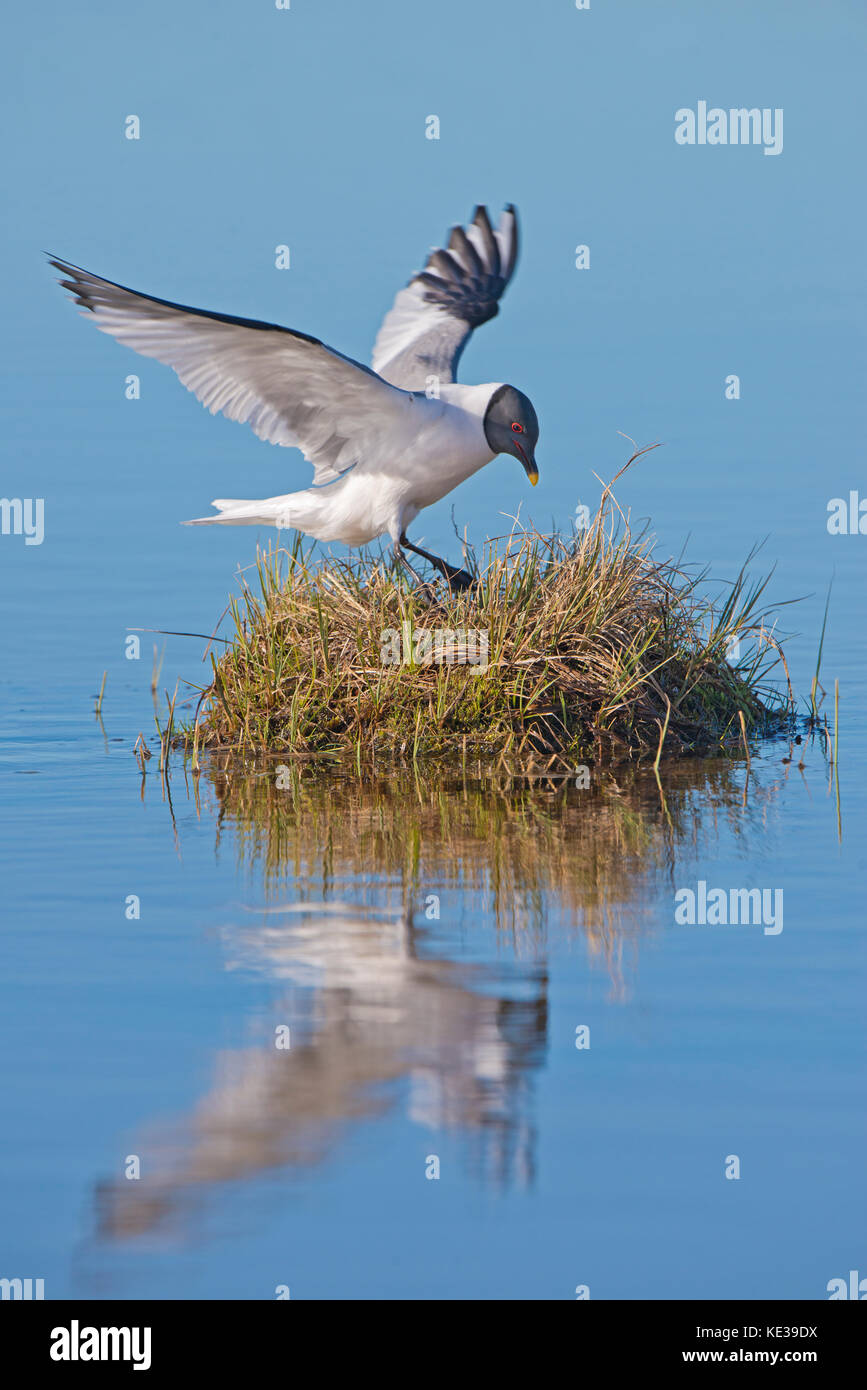 Sabine's gull (Xema sabini) landing on its nest, Victoria Island ...