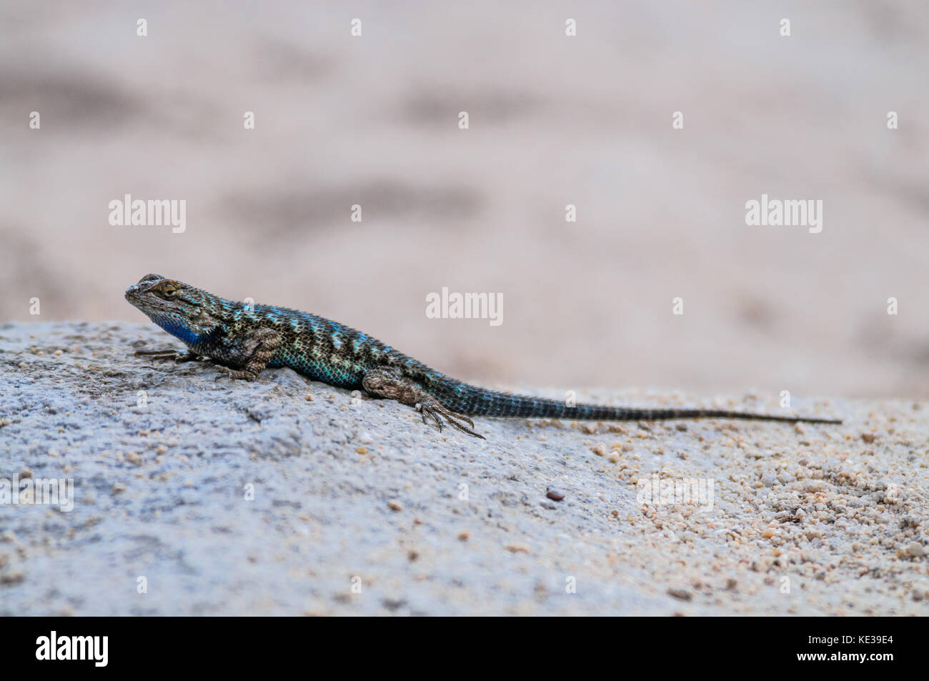 Western Fence Lizard in Joshua Tree National Park Stock Photo - Alamy