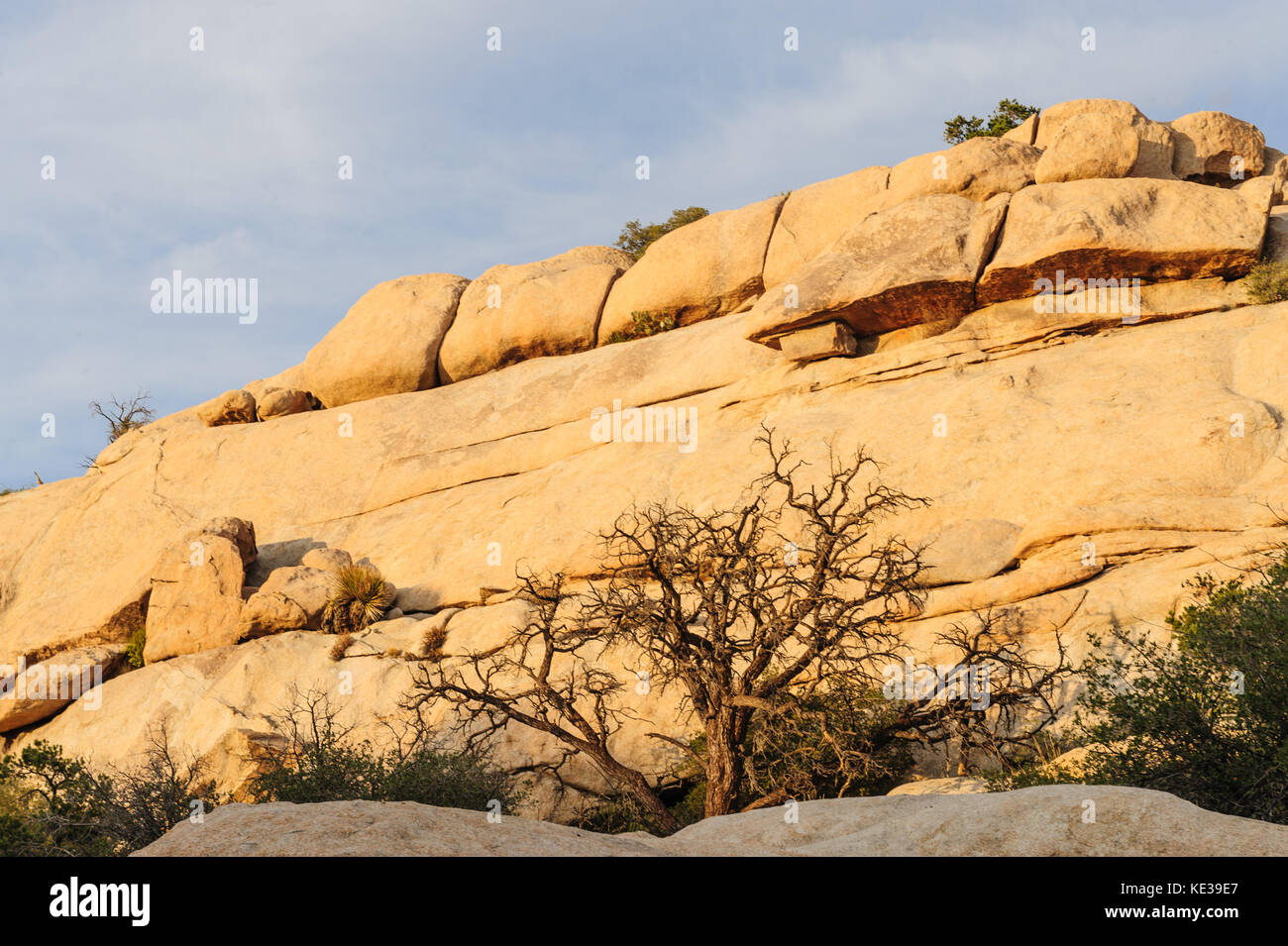 Joshua Tree National Park in the Evening light Stock Photo - Alamy