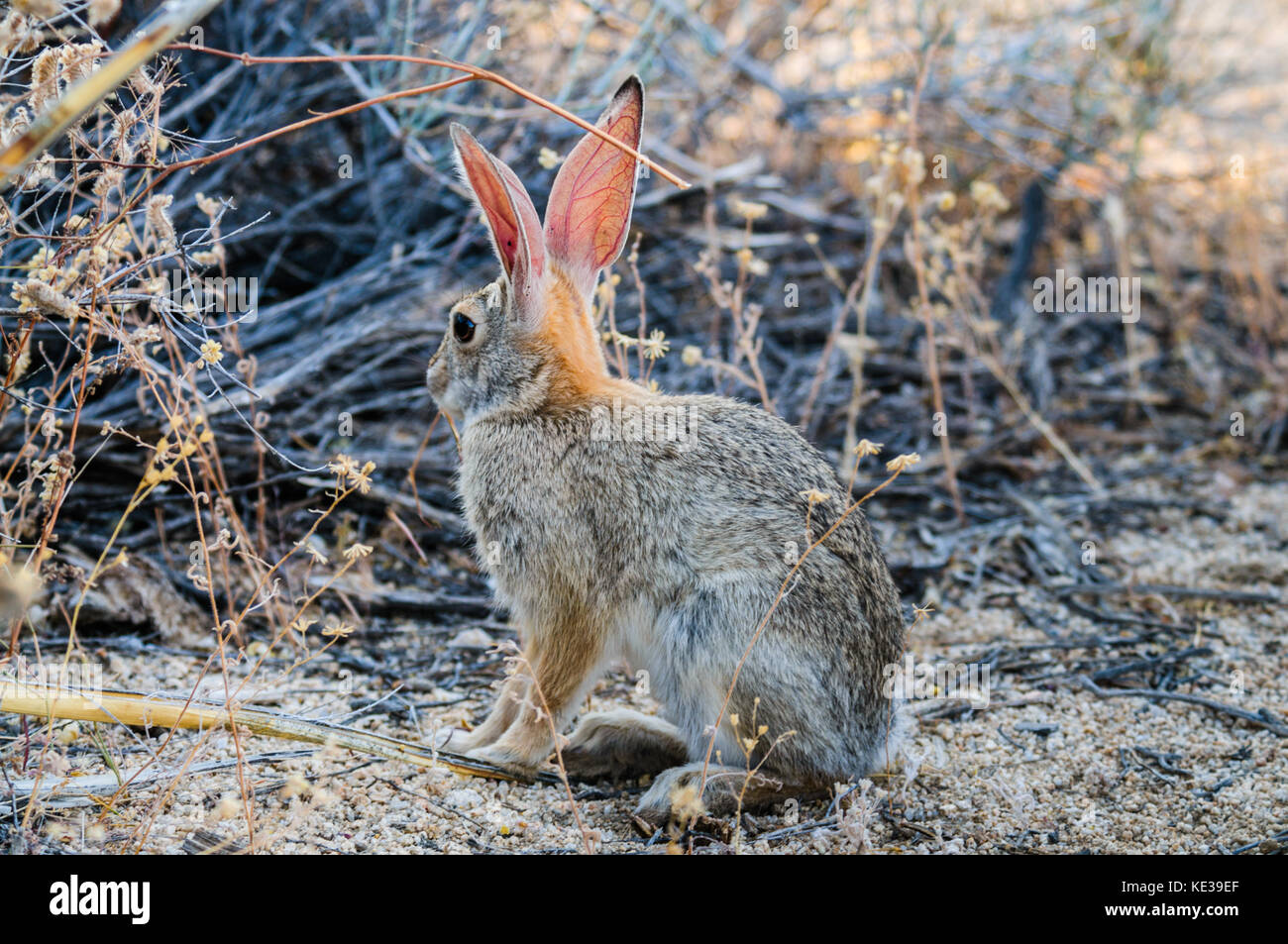 Desert cottontail rabbit sitting hi-res stock photography and images ...