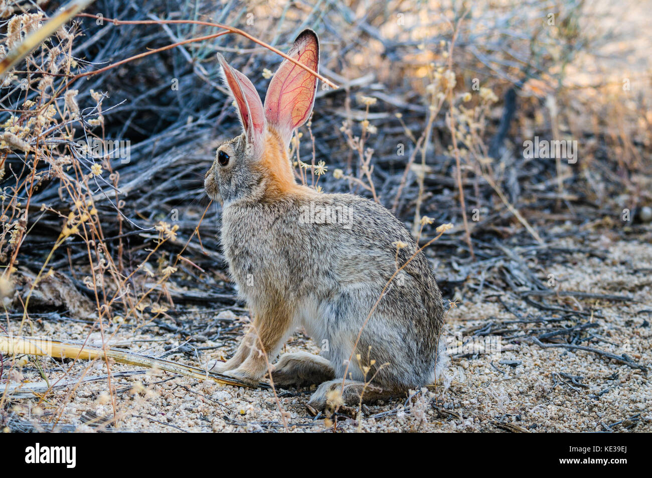 Desert Cottontail Rabbit Stock Photo - Alamy