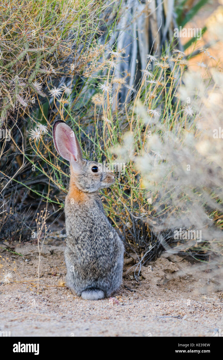 Desert Cottontail Rabbit Stock Photo - Alamy