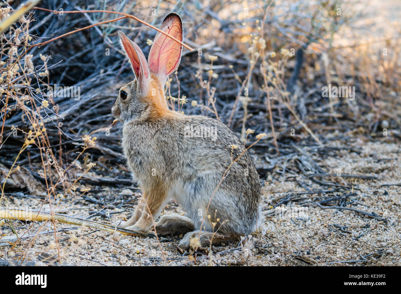 Desert cottontail joshua tree hi-res stock photography and images - Alamy