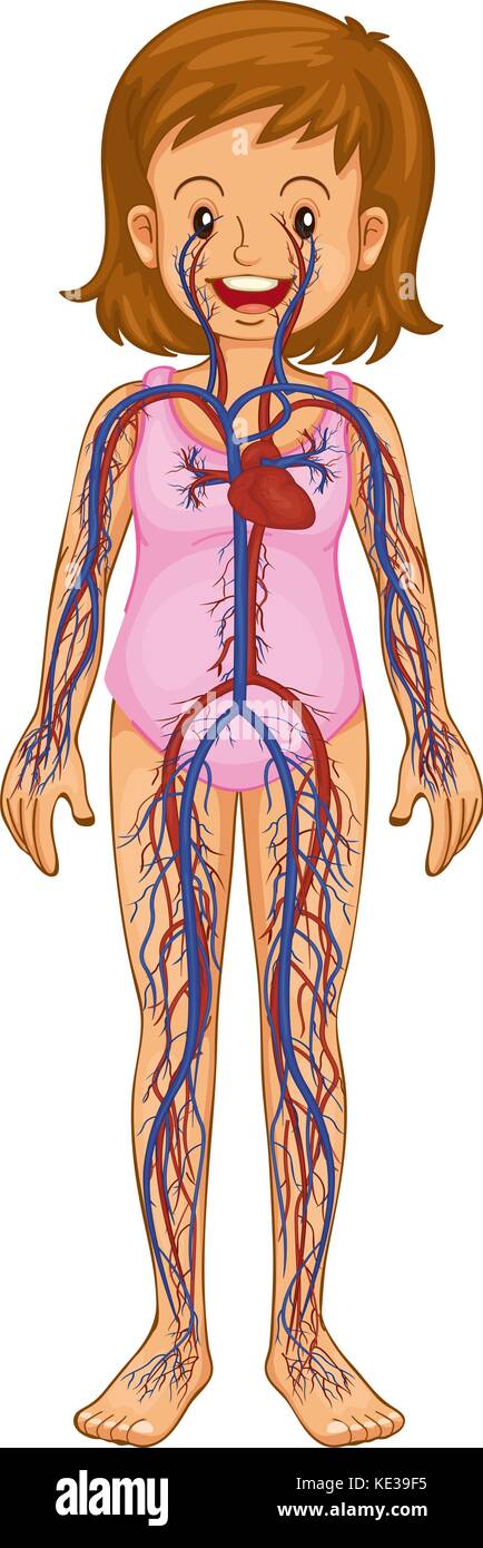 Little girl and blood vessels diagram illustration Stock Vector Image ...