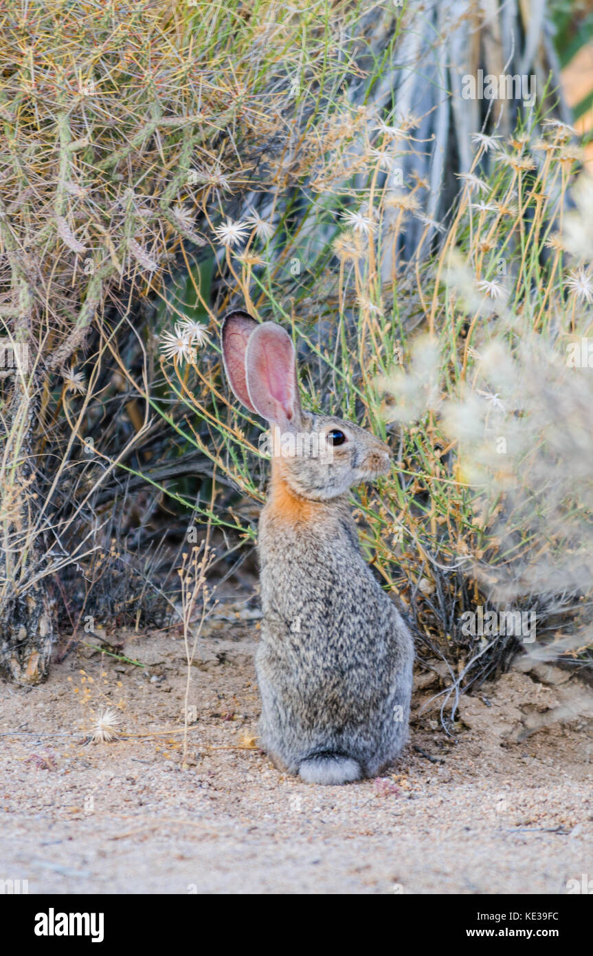 Desert cottontail rabbit sitting hi-res stock photography and images ...