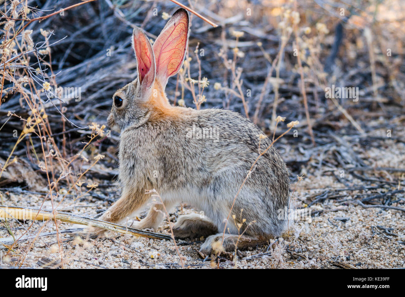 Desert Cottontail Rabbit Stock Photo - Alamy