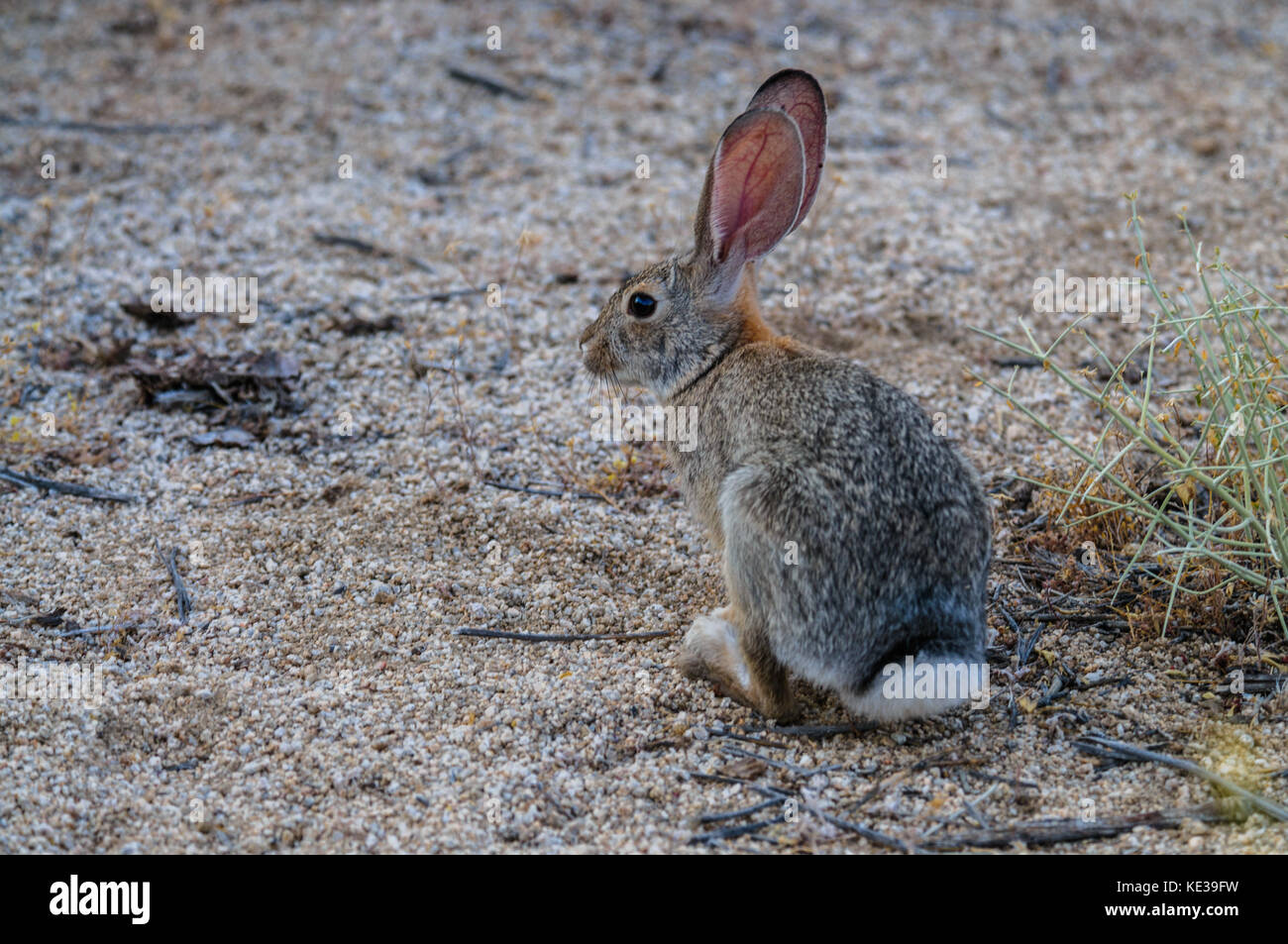 Desert Cottontail Rabbit Stock Photo - Alamy