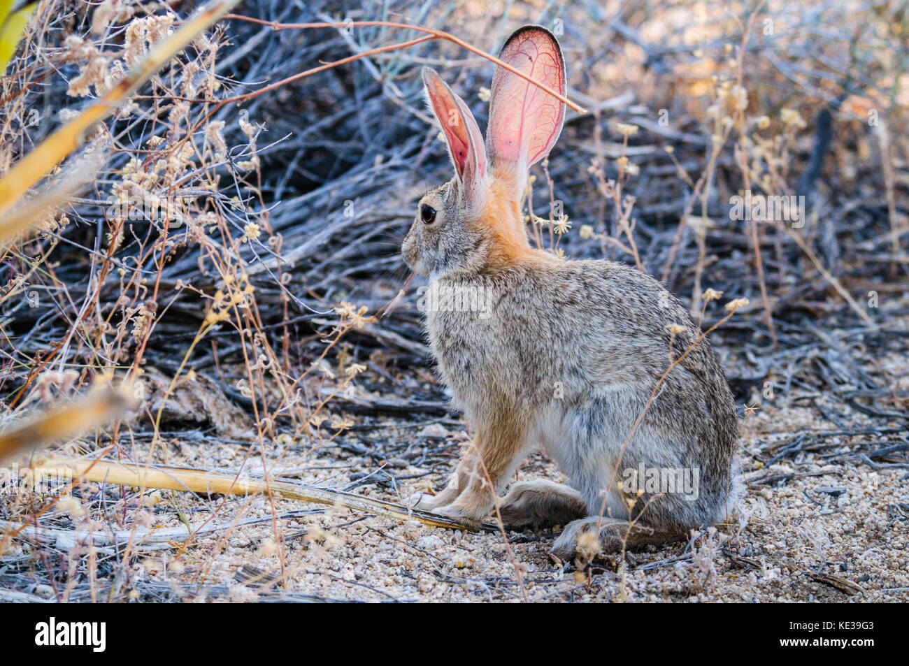 Desert Cottontail Rabbit Stock Photo - Alamy