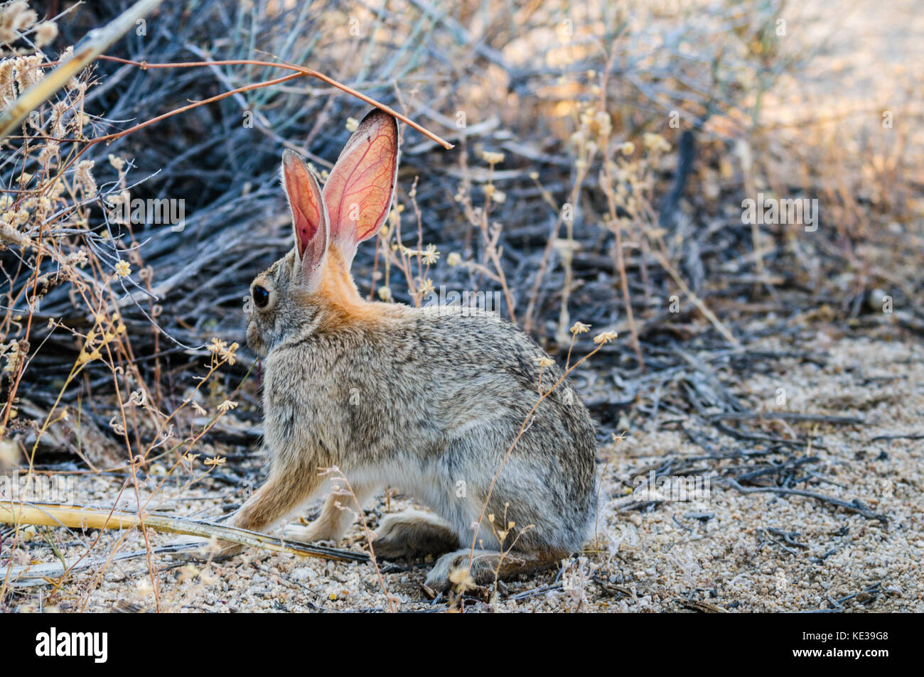 Desert Cottontail Rabbit Stock Photo - Alamy