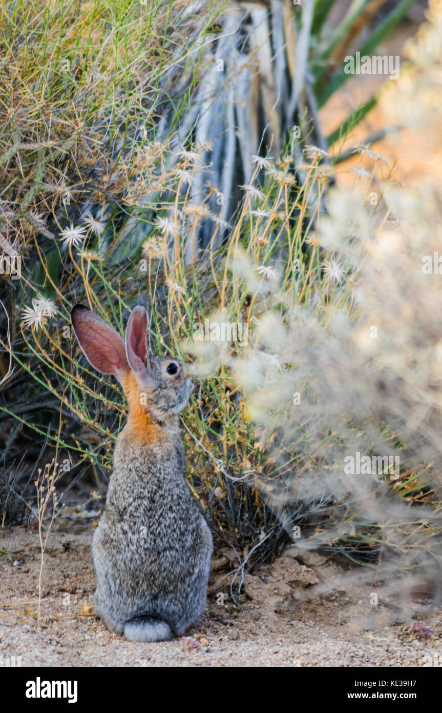 Desert cottontail rabbit sitting hi-res stock photography and images ...