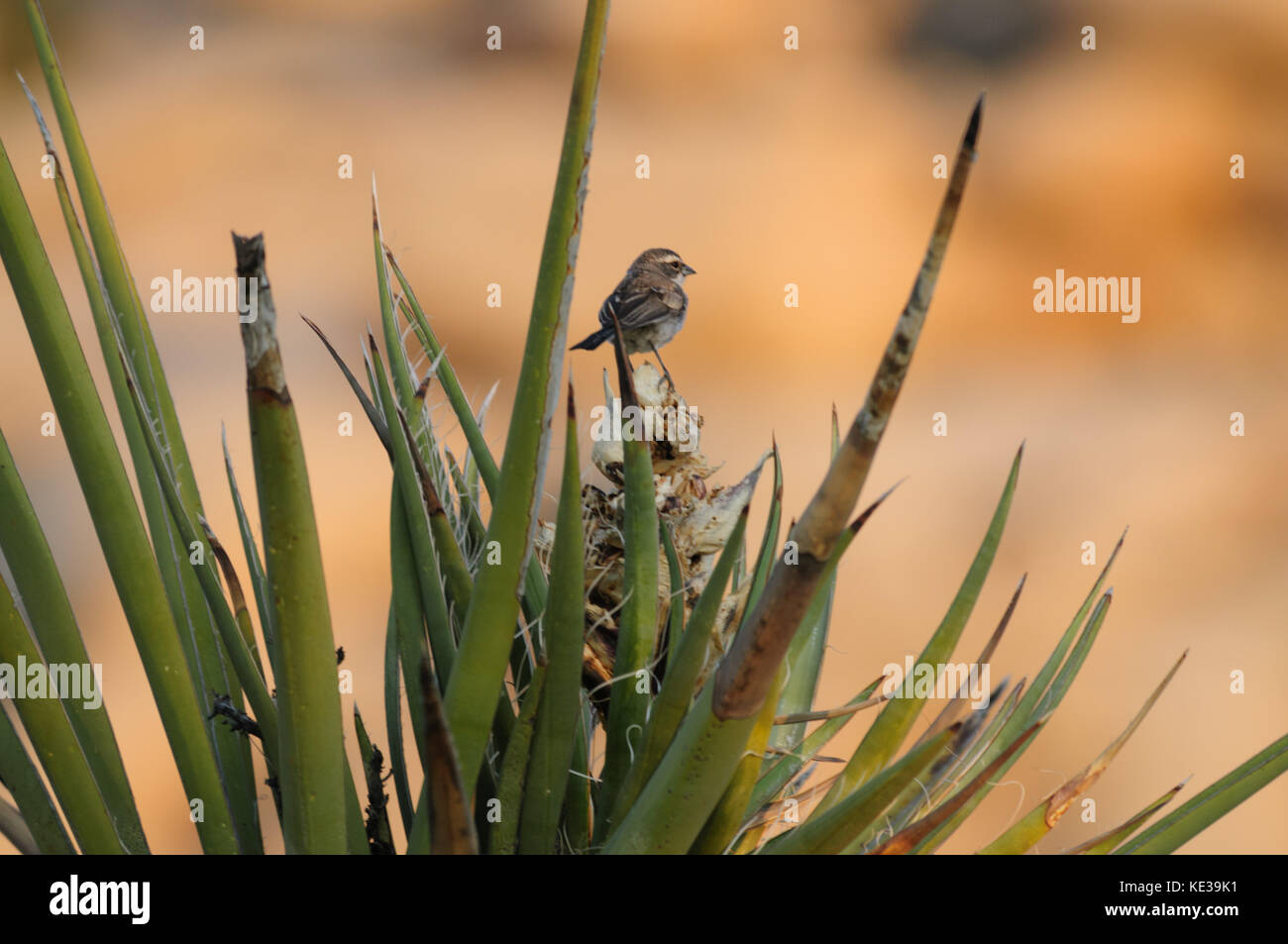 Black Throuted Sparrow in Joshua Tree National Park Stock Photo - Alamy