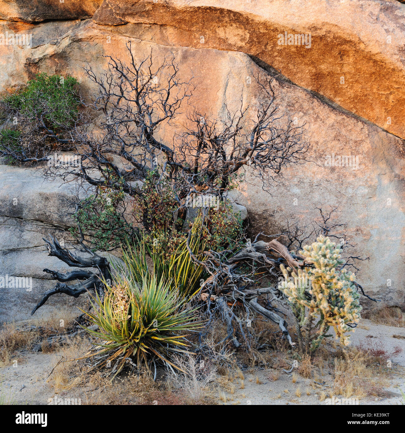 Joshua Tree National Park Stock Photo - Alamy
