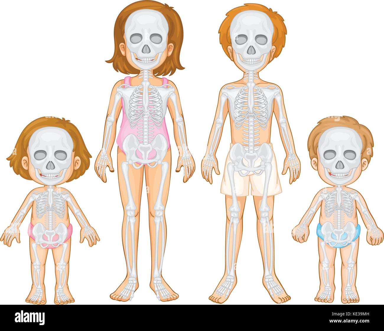 Skeletal system of human illustration Stock Vector Image & Art - Alamy