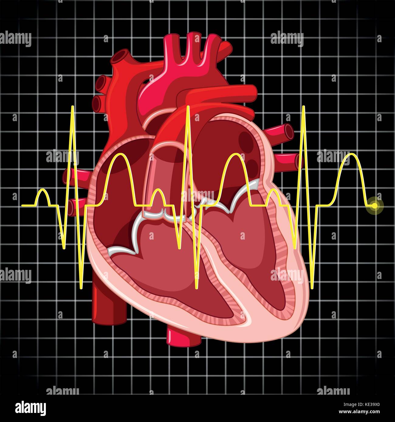 Human heart and graph show heartbeats illustration Stock Vector Image ...