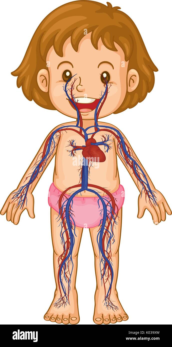 Blood systems in little girl body illustration Stock Vector Image & Art ...