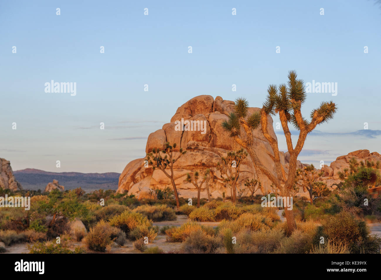 Sunrise over Joshua Tree National Park Stock Photo - Alamy