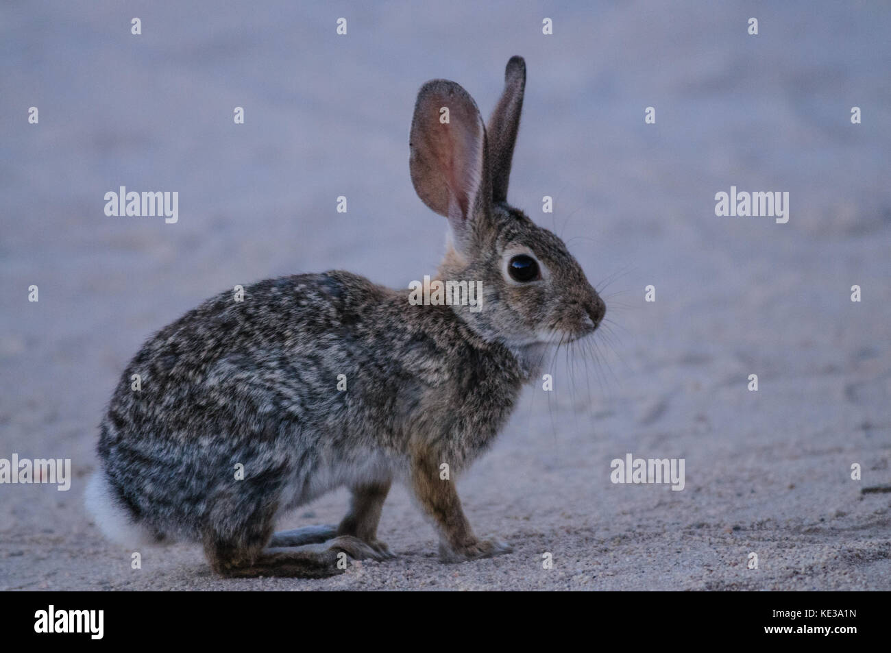Desert cottontail rabbit sitting hi-res stock photography and images ...