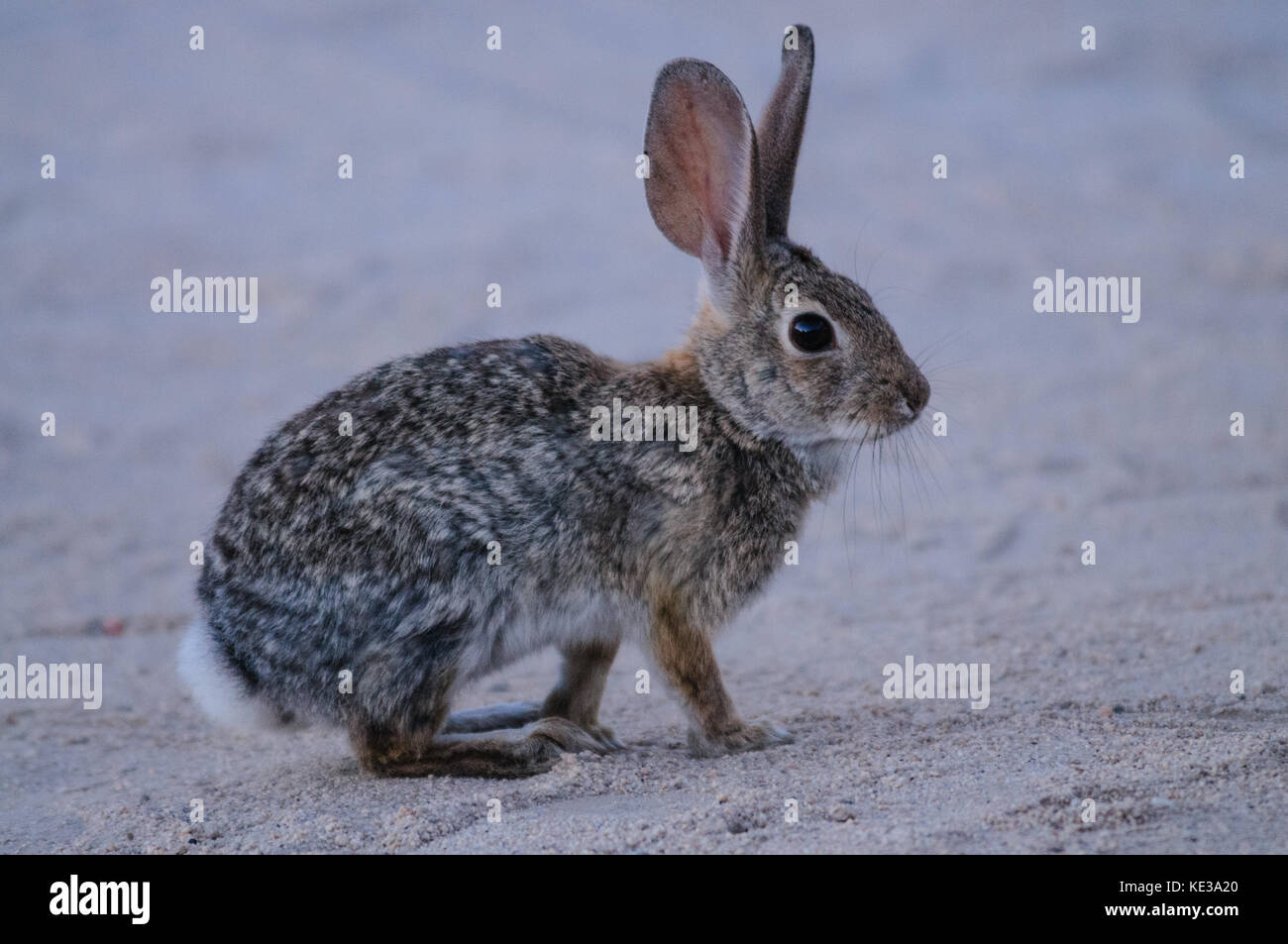 Desert Cottontail Rabbit Stock Photo - Alamy
