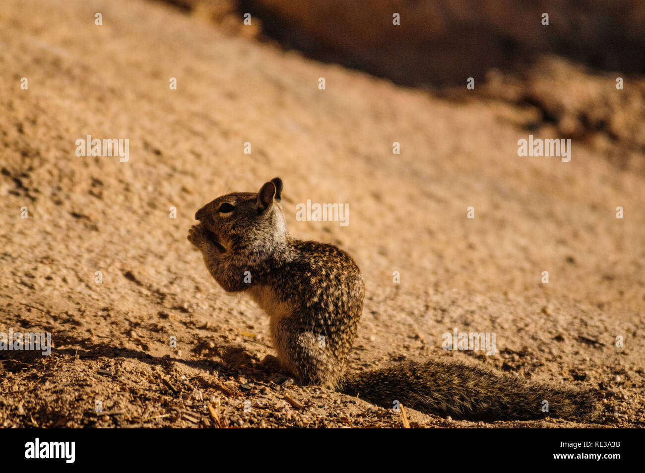 California Ground Squirrel Stock Photo - Alamy