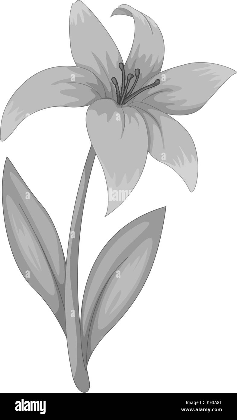 Single flower in black and white Stock Vector Image & Art - Alamy