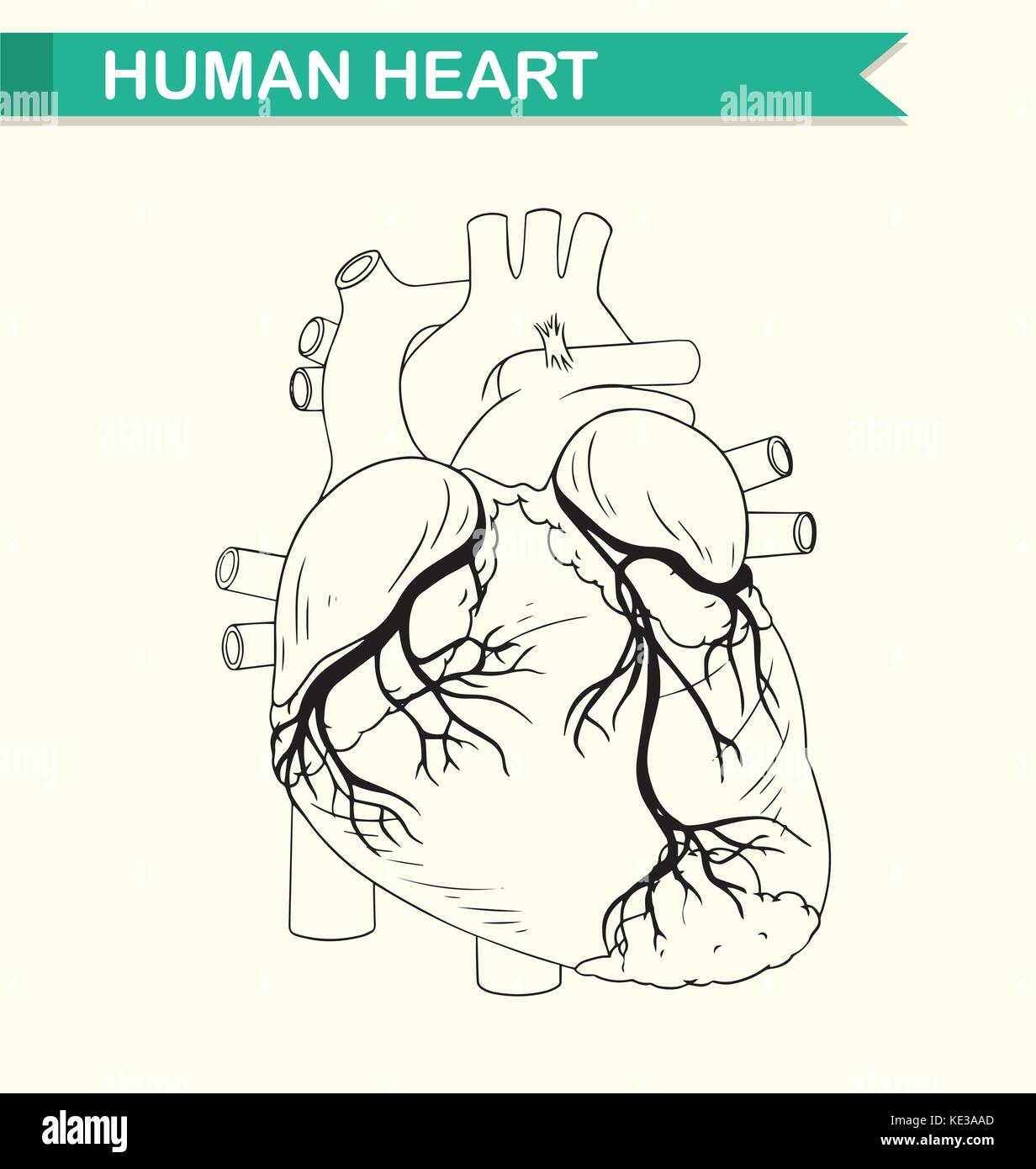 Anatomy of human heart illustration Stock Vector Image & Art - Alamy