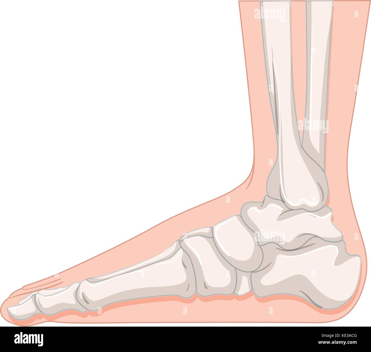 Foot bone in closer look illustration Stock Vector Image & Art - Alamy