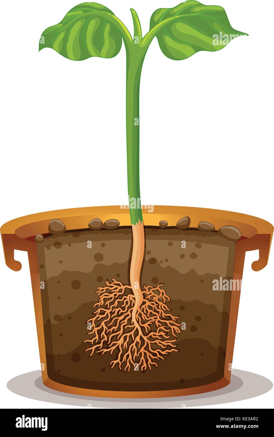 Tree in clay pot Stock Vector Images - Alamy