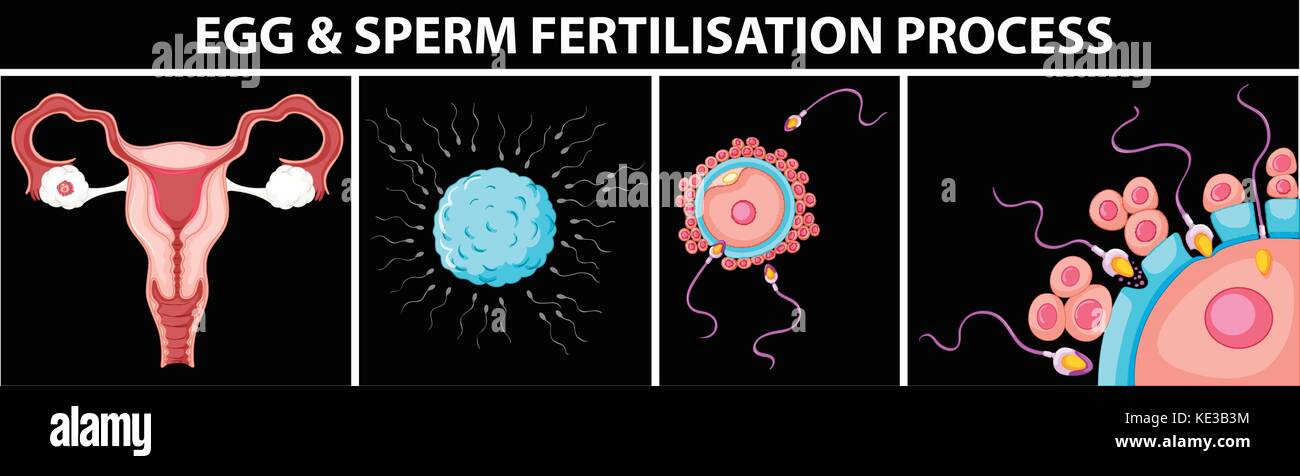 Male reproductive system diagram hi-res stock photography and images ...