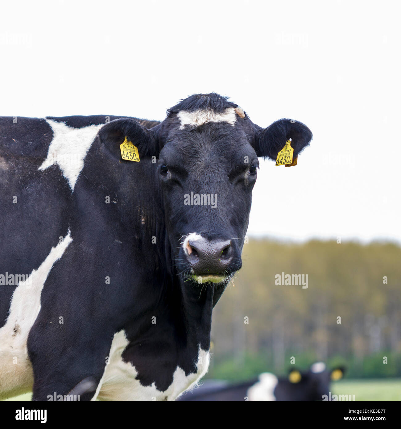 Milkcow hi-res stock photography and images - Alamy