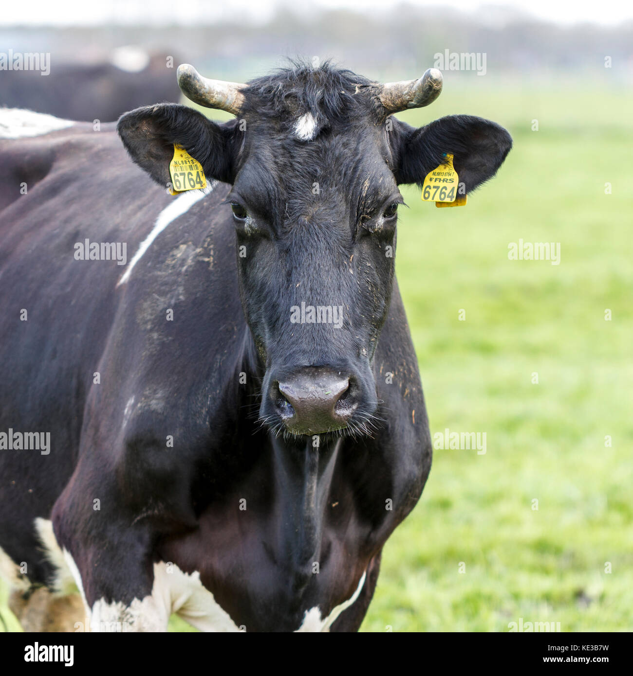 Milkcow hi-res stock photography and images - Alamy
