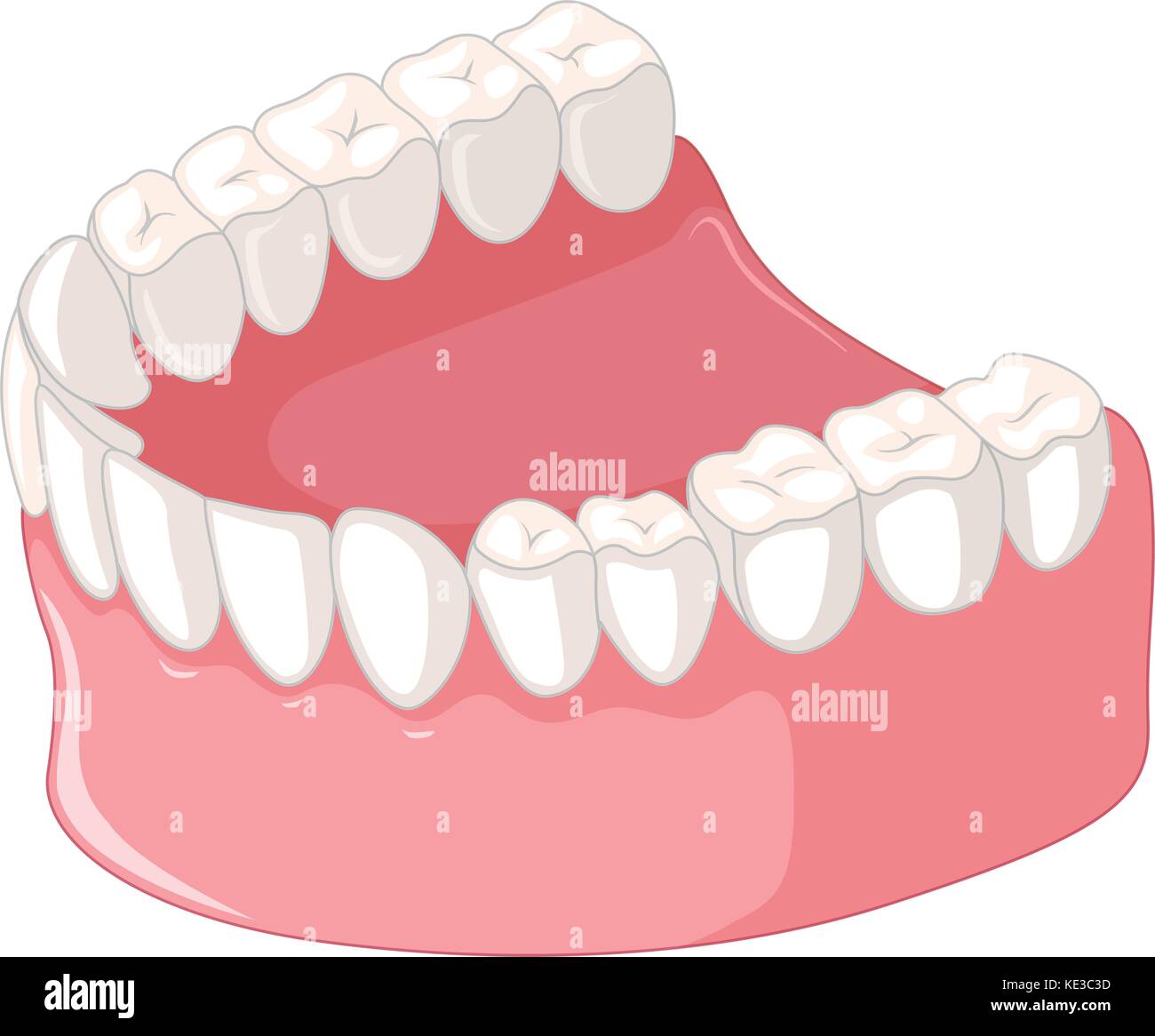 Teeth model on white background illustration Stock Vector Image & Art ...