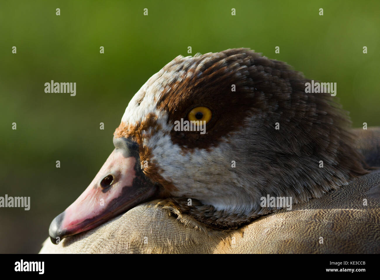Face of the goose, portrait shot Stock Photo - Alamy