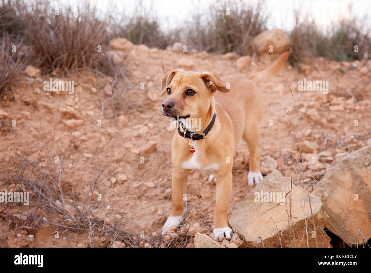 Young tan coloured dog in the countryside Stock Photo - Alamy