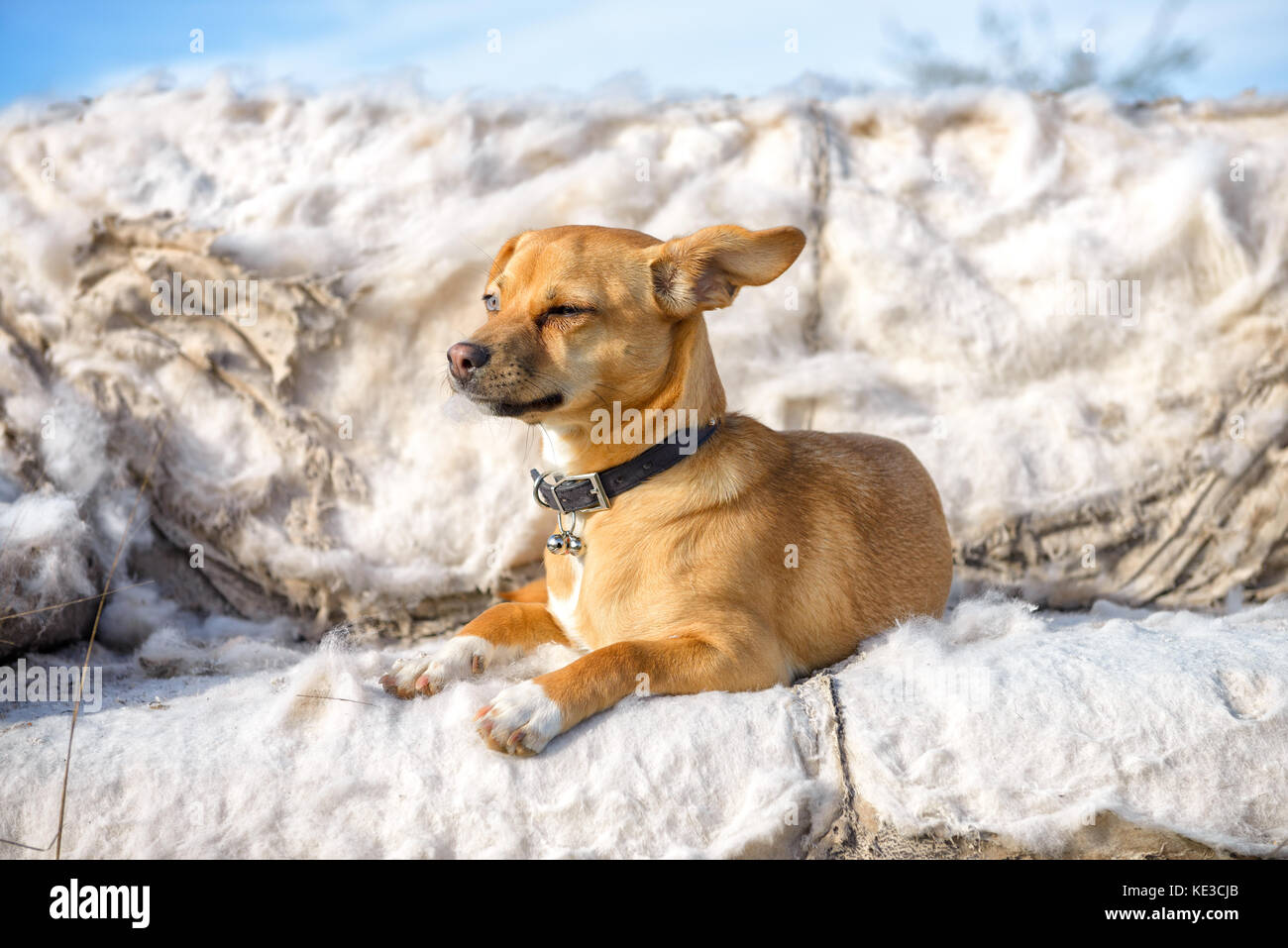 Young tan coloured dog on an abandoned sofa in the country Stock Photo ...
