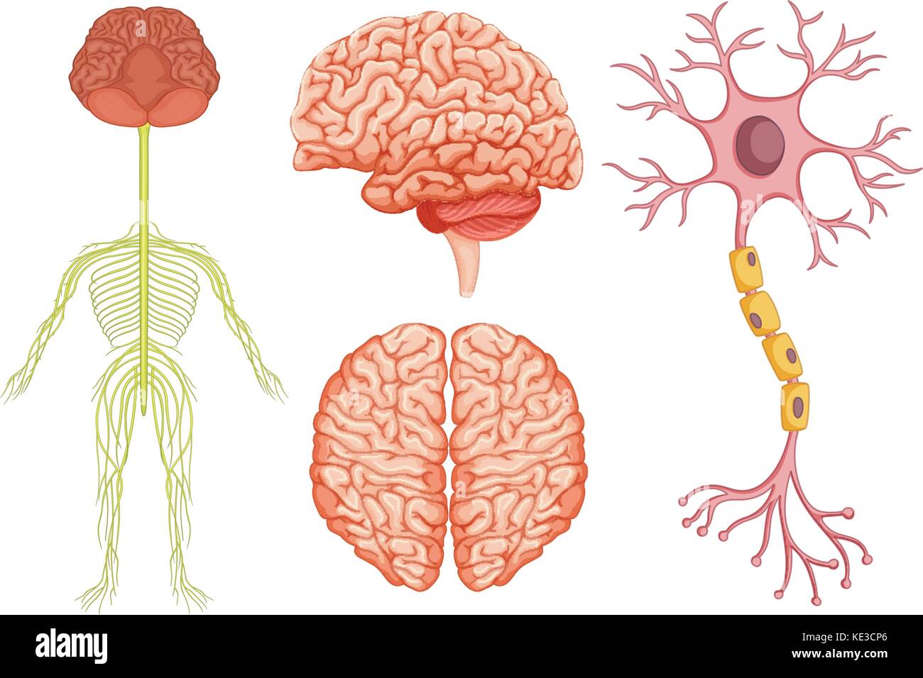 Human brain and stem cell illustration Stock Vector Image & Art - Alamy
