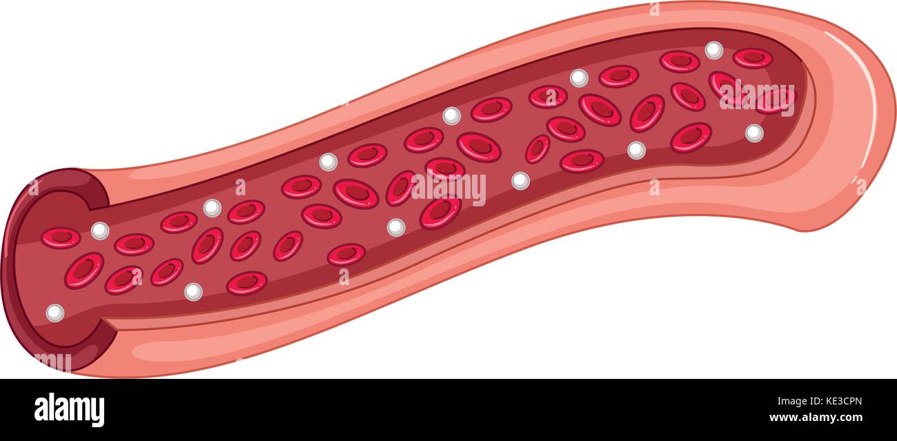 Red blood cells in the vein illustration Stock Vector Image & Art - Alamy