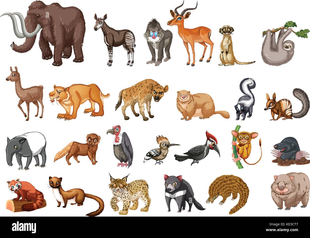 Wild Animals Photos And Information