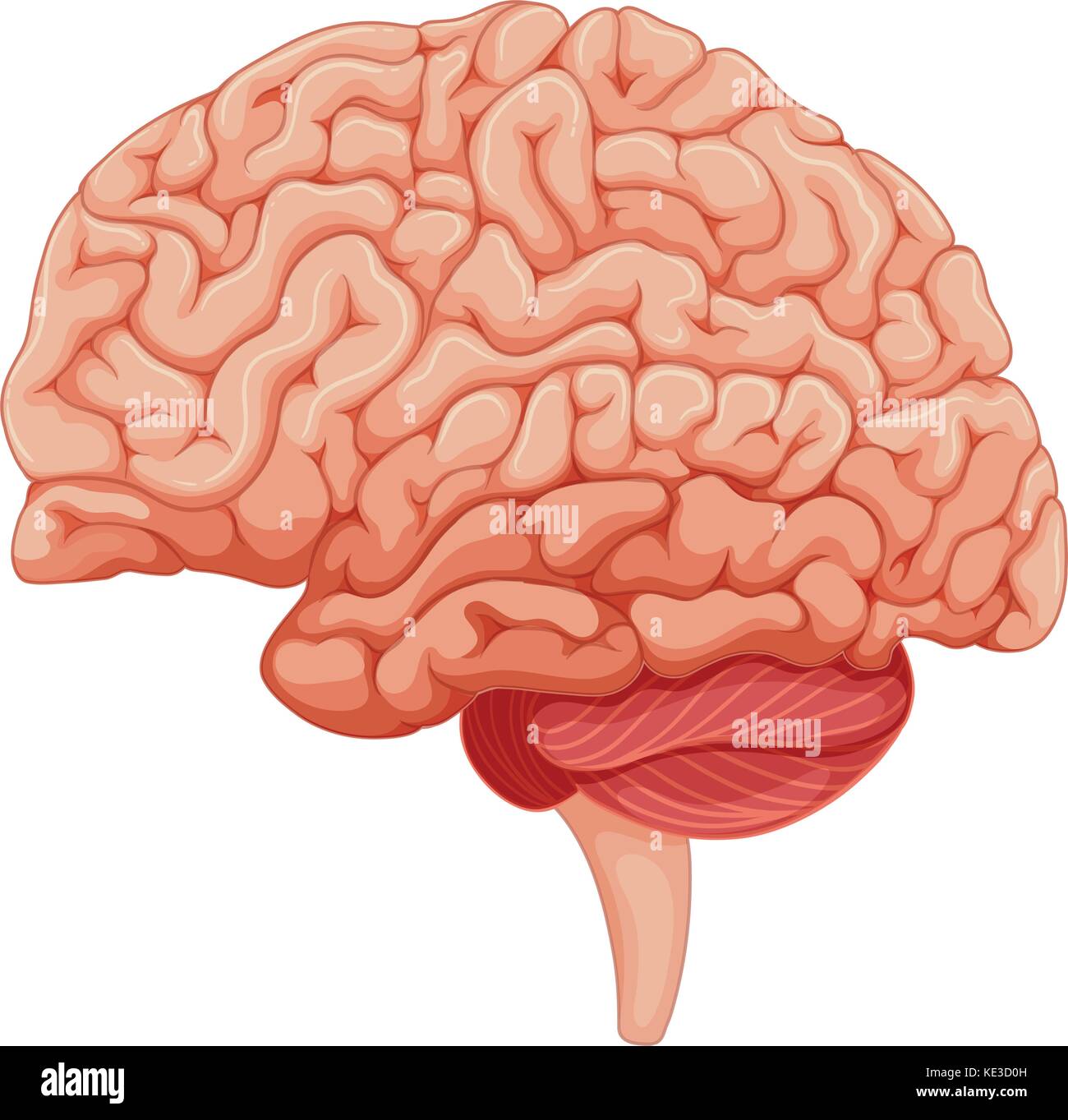 Human brain close up Stock Vector Images - Alamy