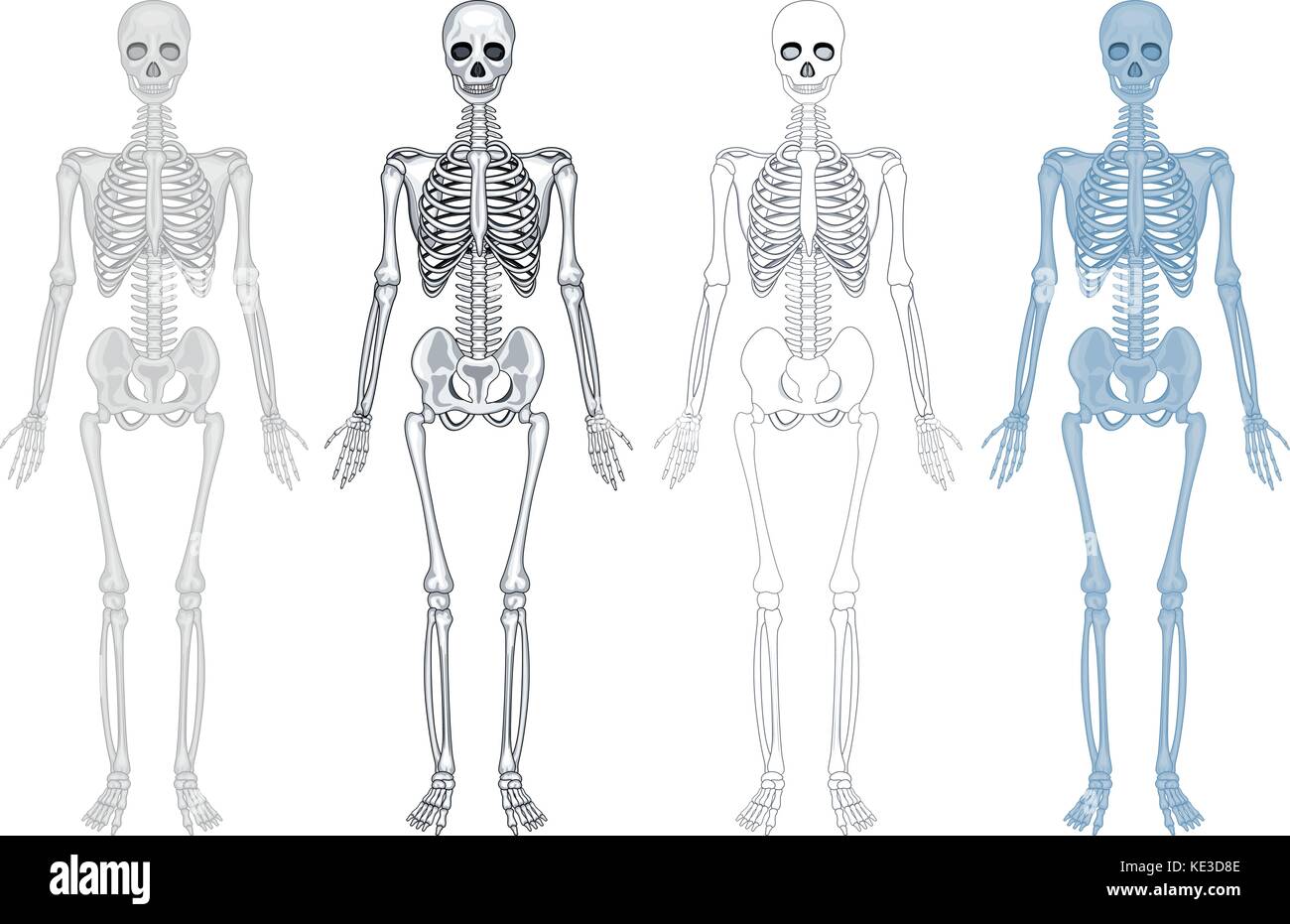 Different diagram of human skeleton illustration Stock Vector Image ...